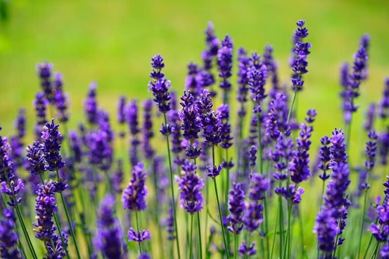 620-Kanal Lavender Farm in Sirhama attracts tourists - Kashmir Ahead